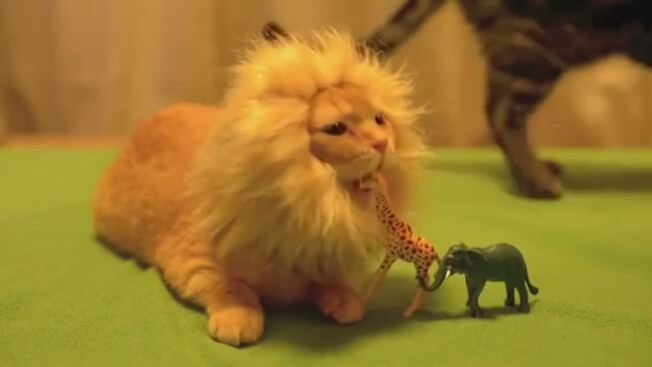 Come trasformare un gatto in un leone - Tgcom24 Video | Mediaset Infinity