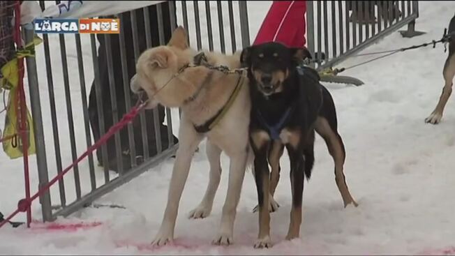 Slitte da campione - L'arca di Noè Video | Mediaset Infinity